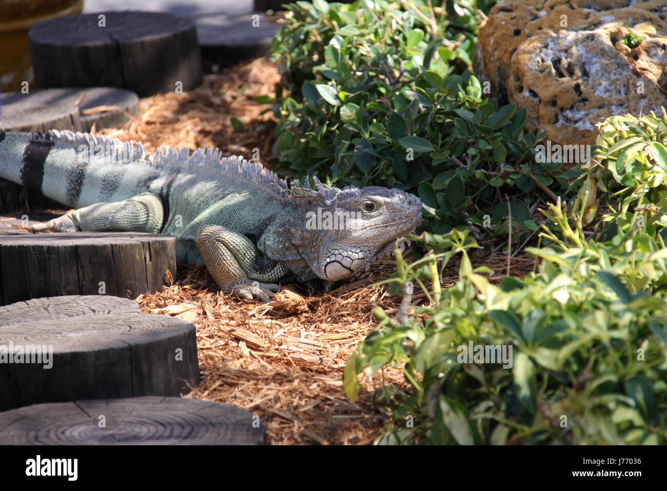 iguana in closeup Stock Photo - Alamy