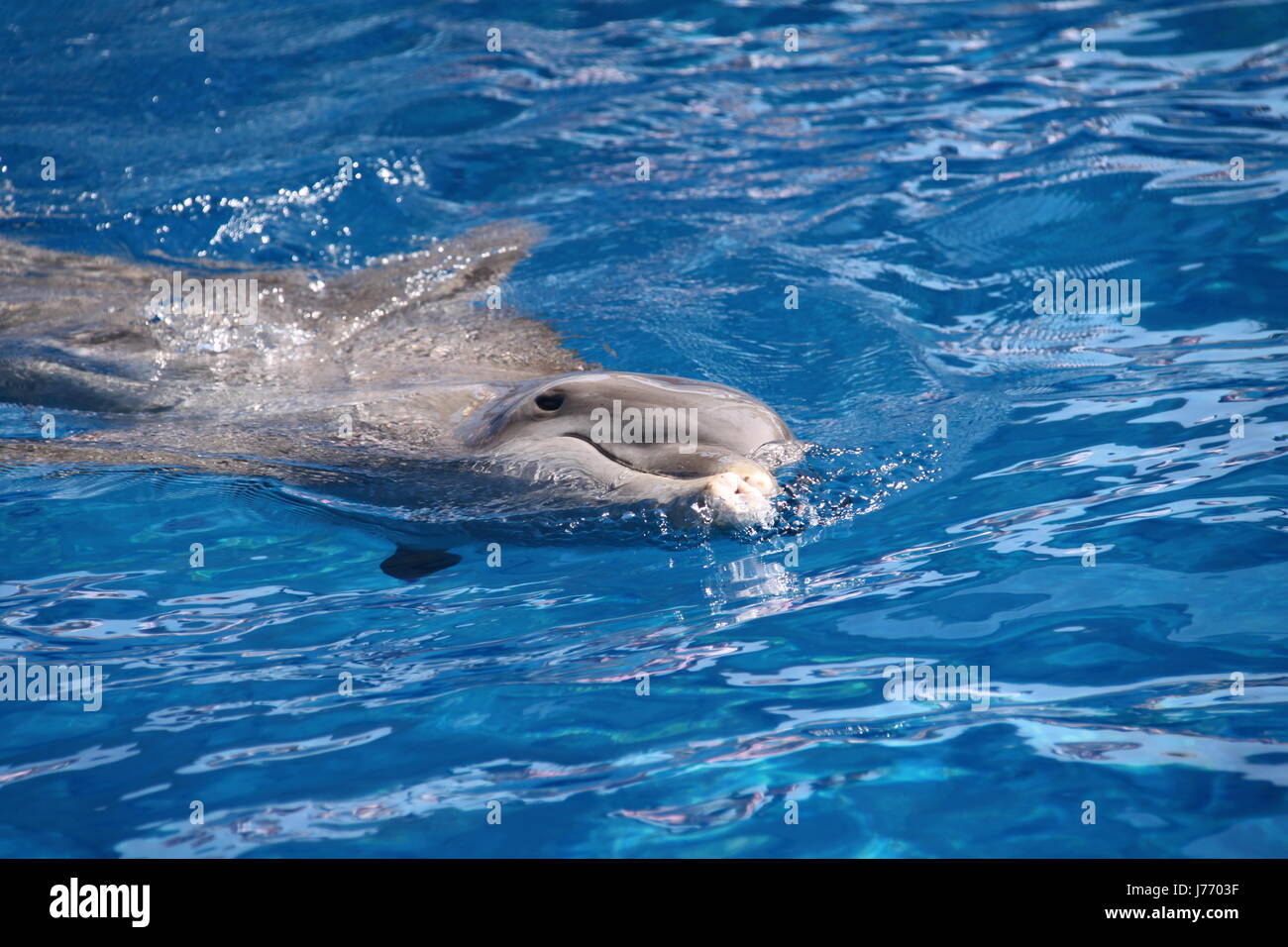 Dolphin at miami seaquarium hi-res stock photography and images - Alamy