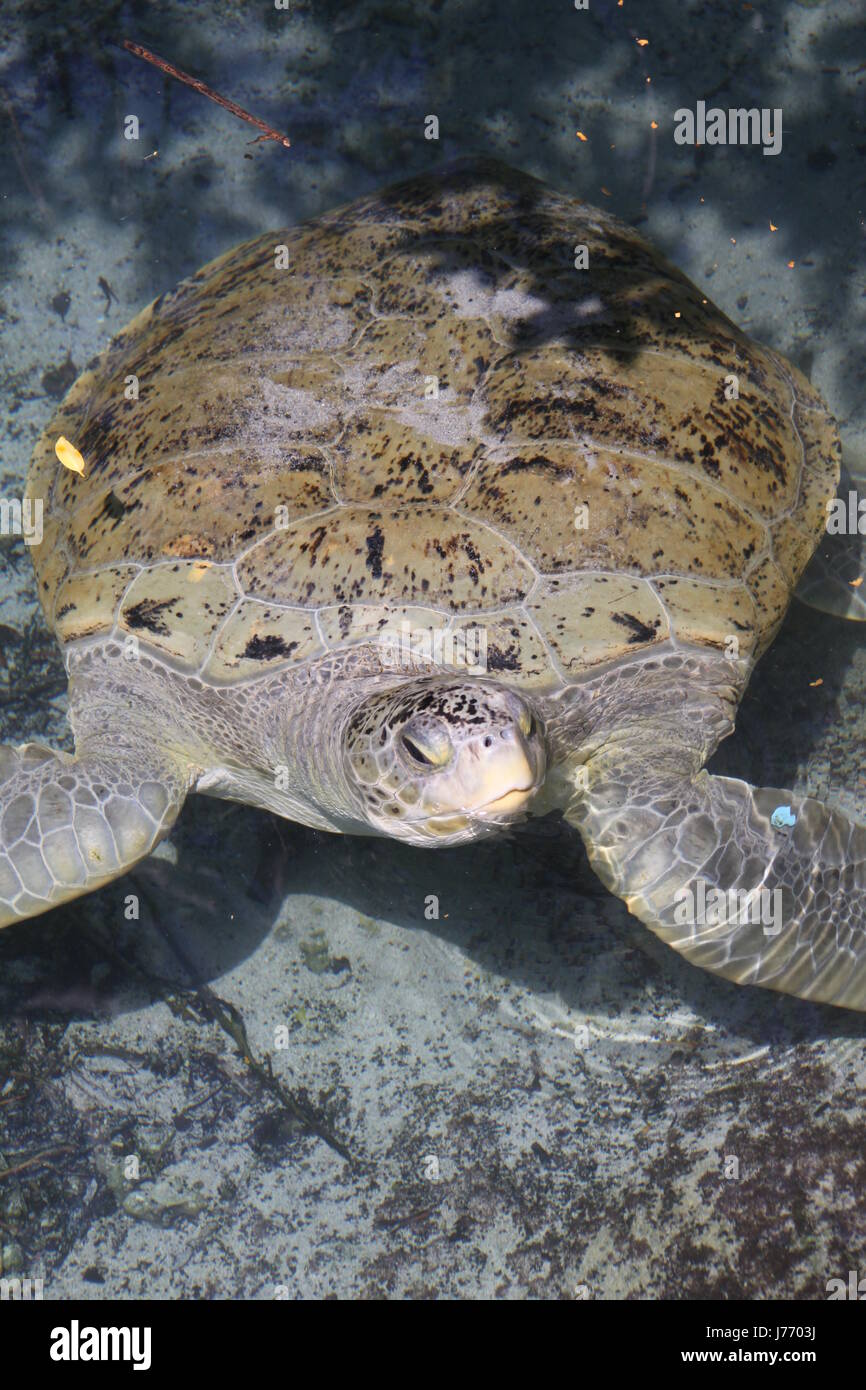 armour dive swimming swiming swim swims to do the crawl macro close-up ...