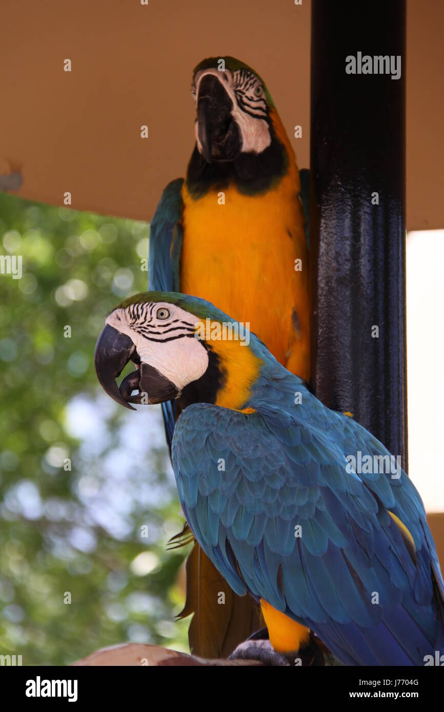 parrots couple pair parrot two macro close-up macro admission close up ...