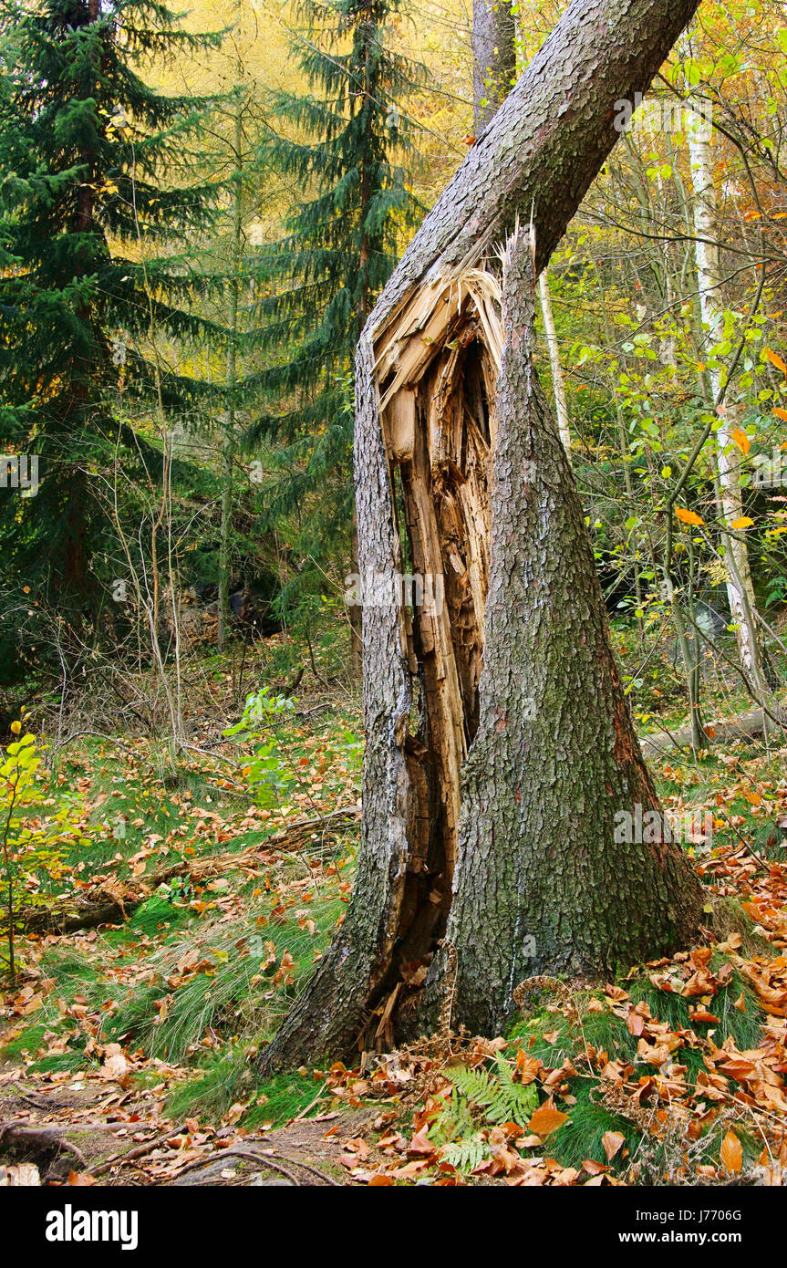 tree thunder-storm root fir splinted forest storm gale tree wood brown ...