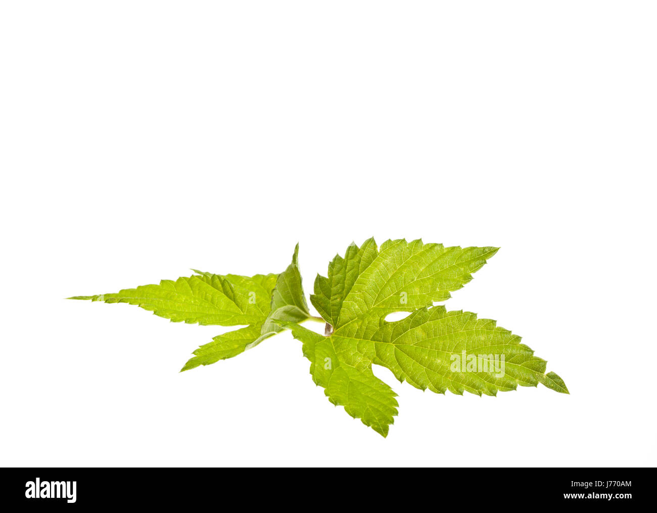 hop leaves foliage apart extra insulated detail useful plant hop leaves ...