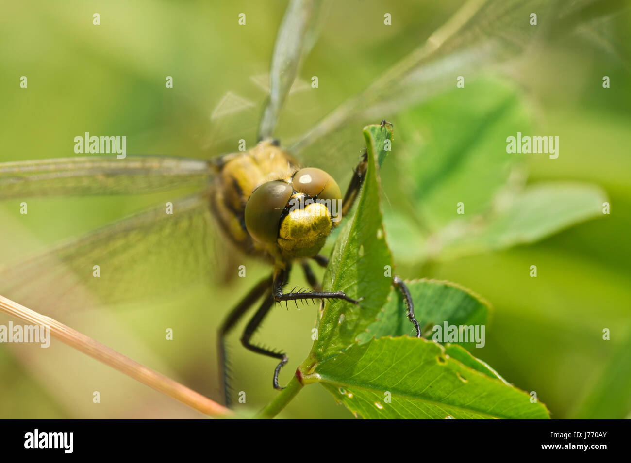 insect dragonfly female animal insect dragonfly young animal blaupfeil ...