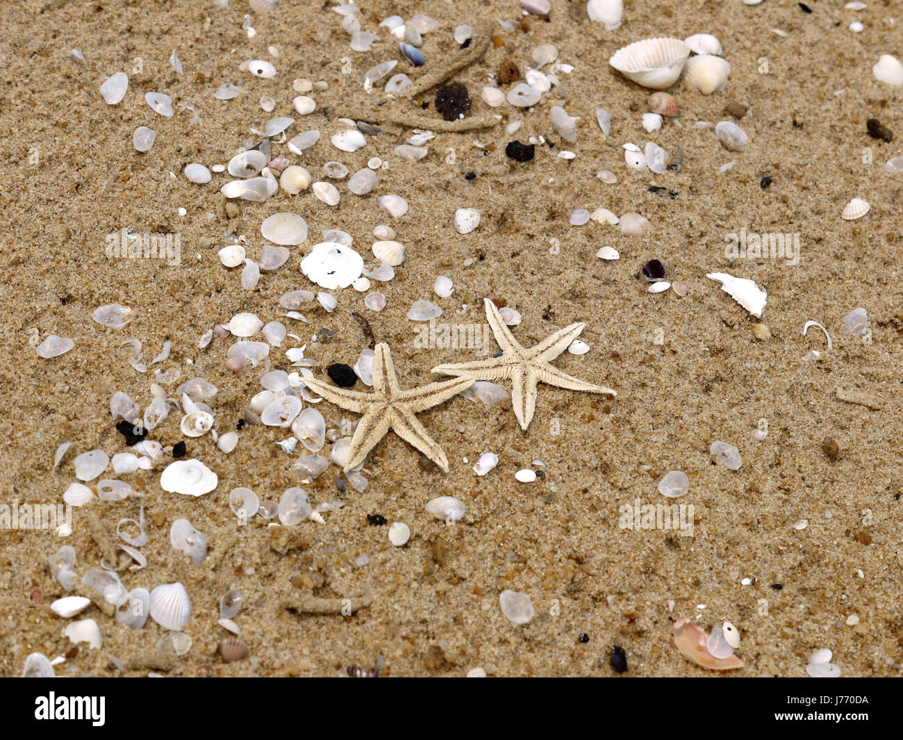 starfish and shells Stock Photo - Alamy