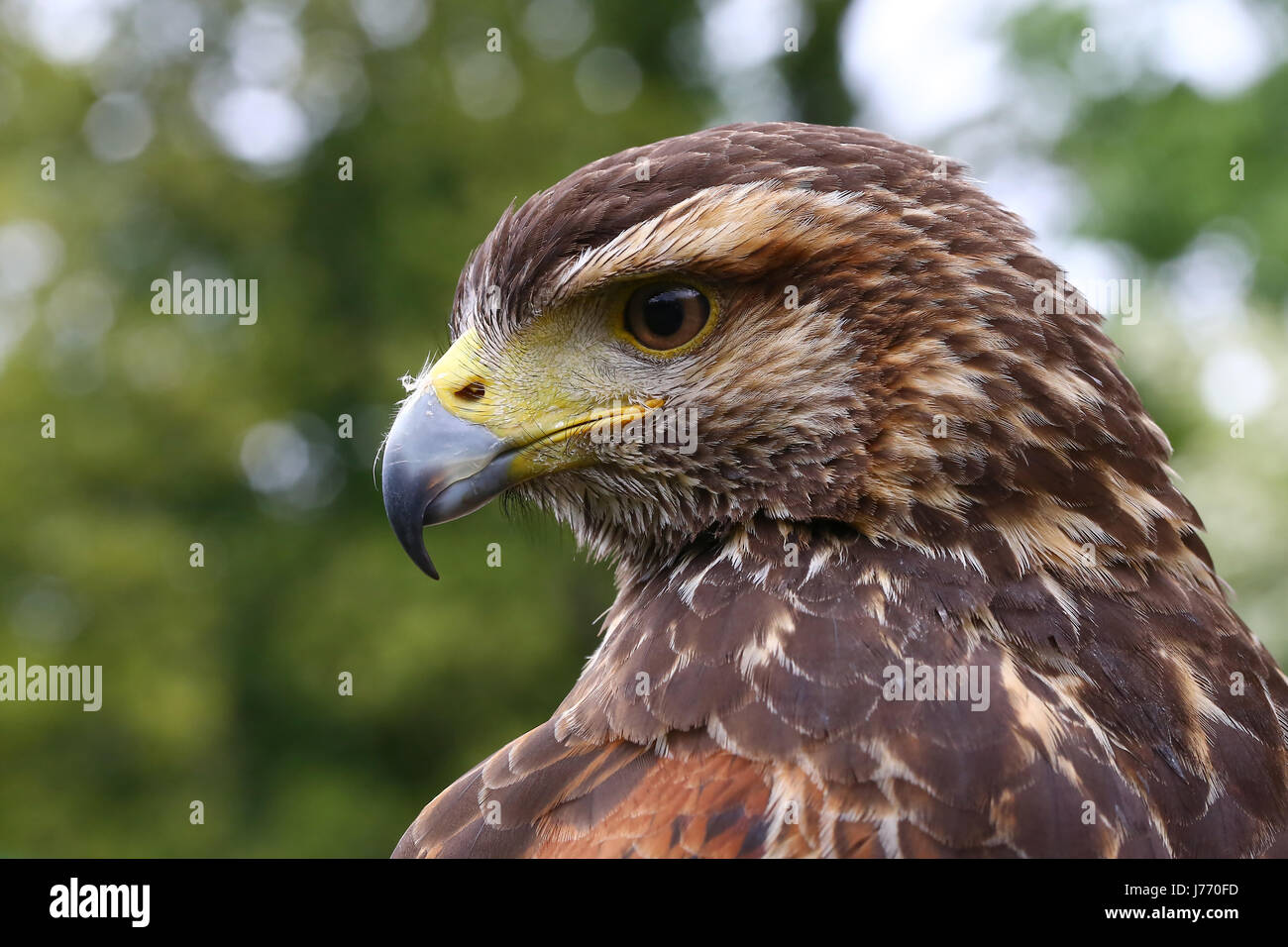 Hawk profile hi-res stock photography and images - Alamy