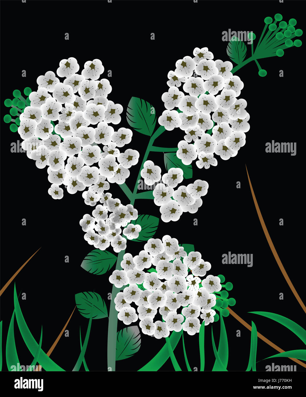 flower plant illustration realistic backdrop background floral leaf ...
