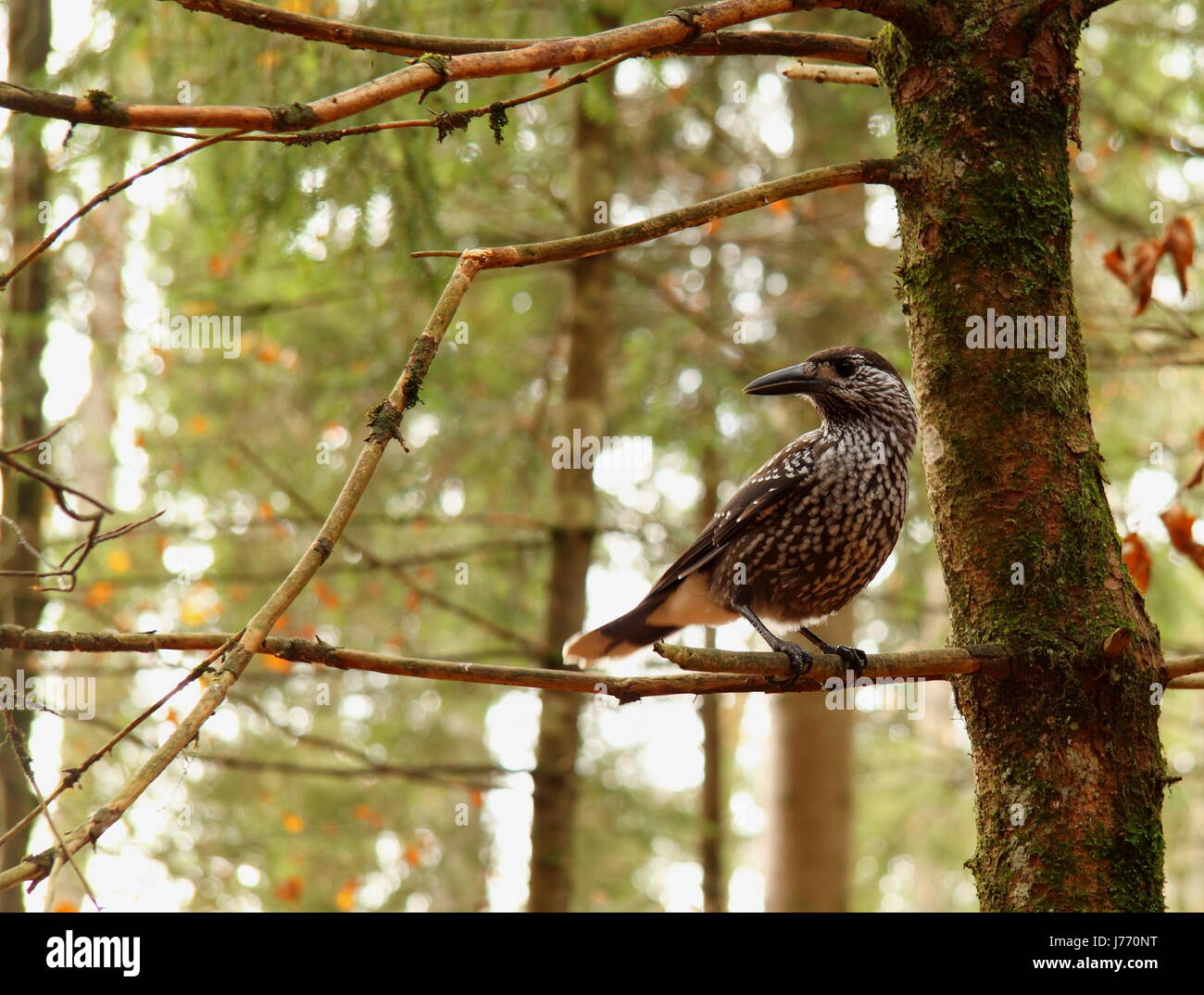 bird birds feathers wildlife allgu fir fall autumn stock provision ...