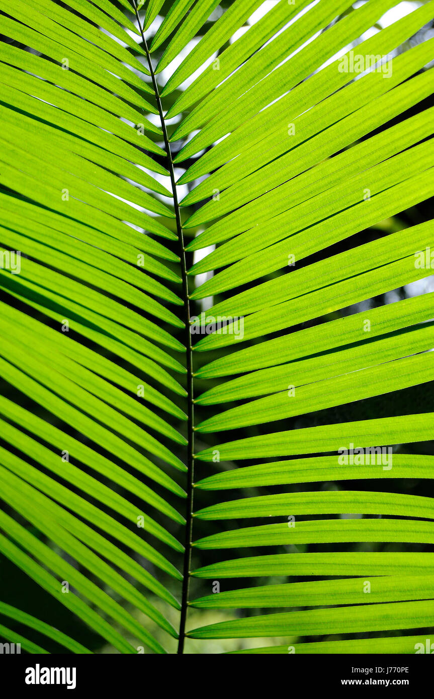 leaf chlorophyll tropical palm backdrop background leaf macro close-up ...