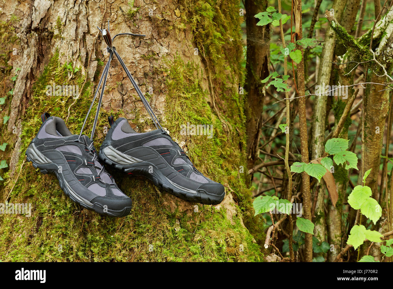 boot tree brown brownish brunette leaves shoes rise climb climbing ...