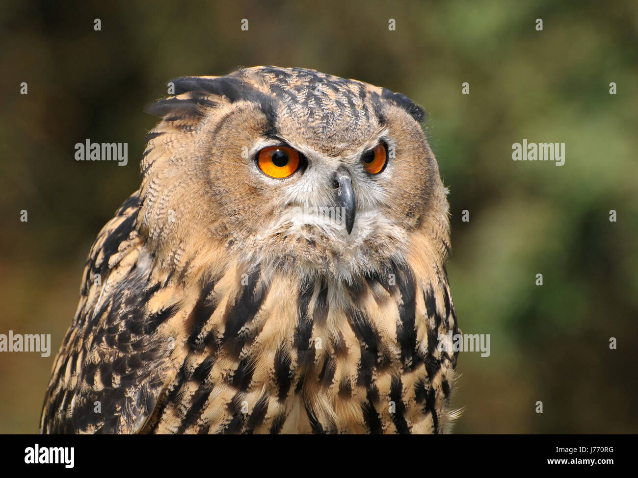 bird birds eyes raptor beak feathering owl beaks eagle-owl bird birds ...