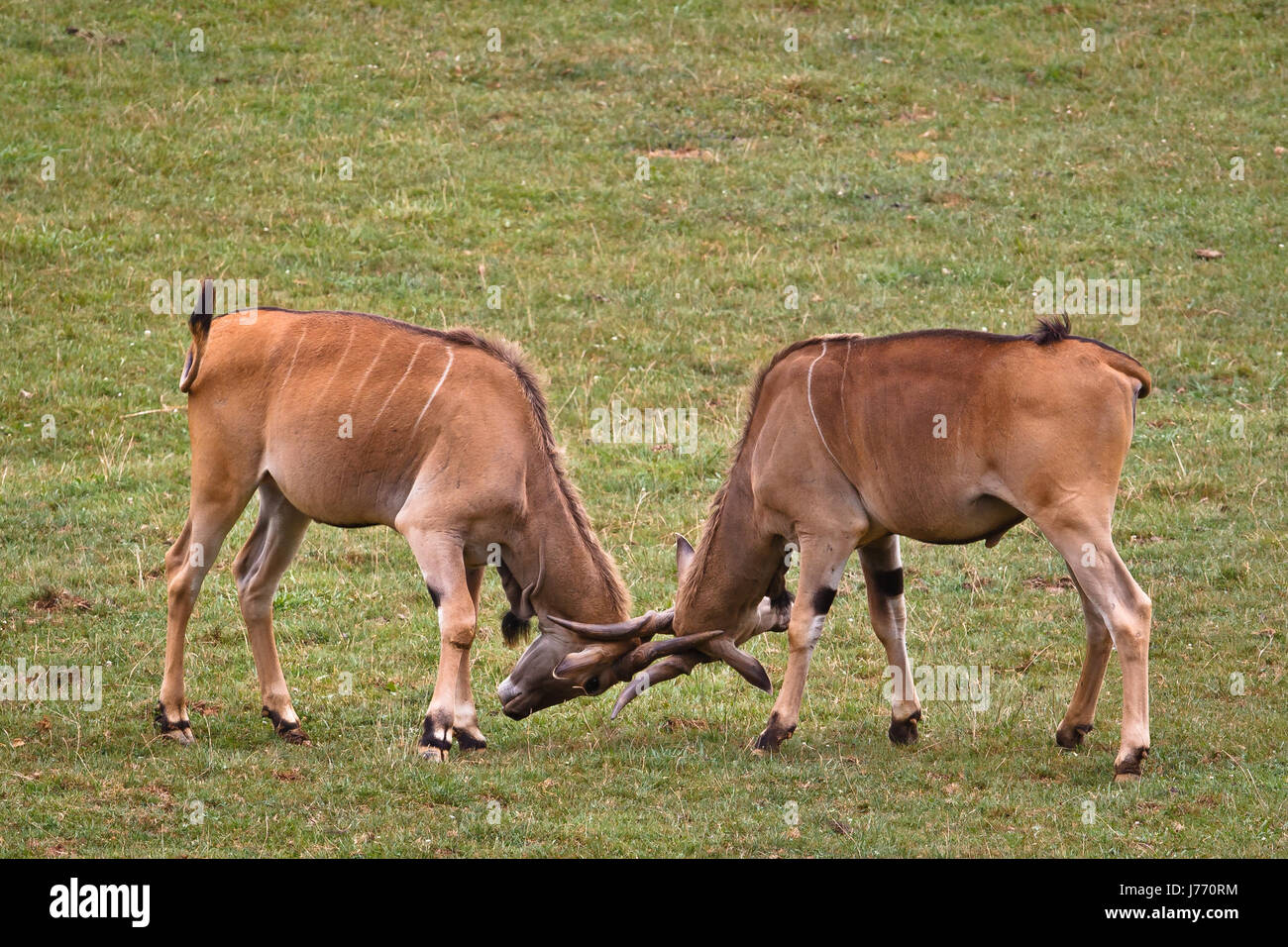 park fight fighting conflict animal mammal battle wild field zoo ...