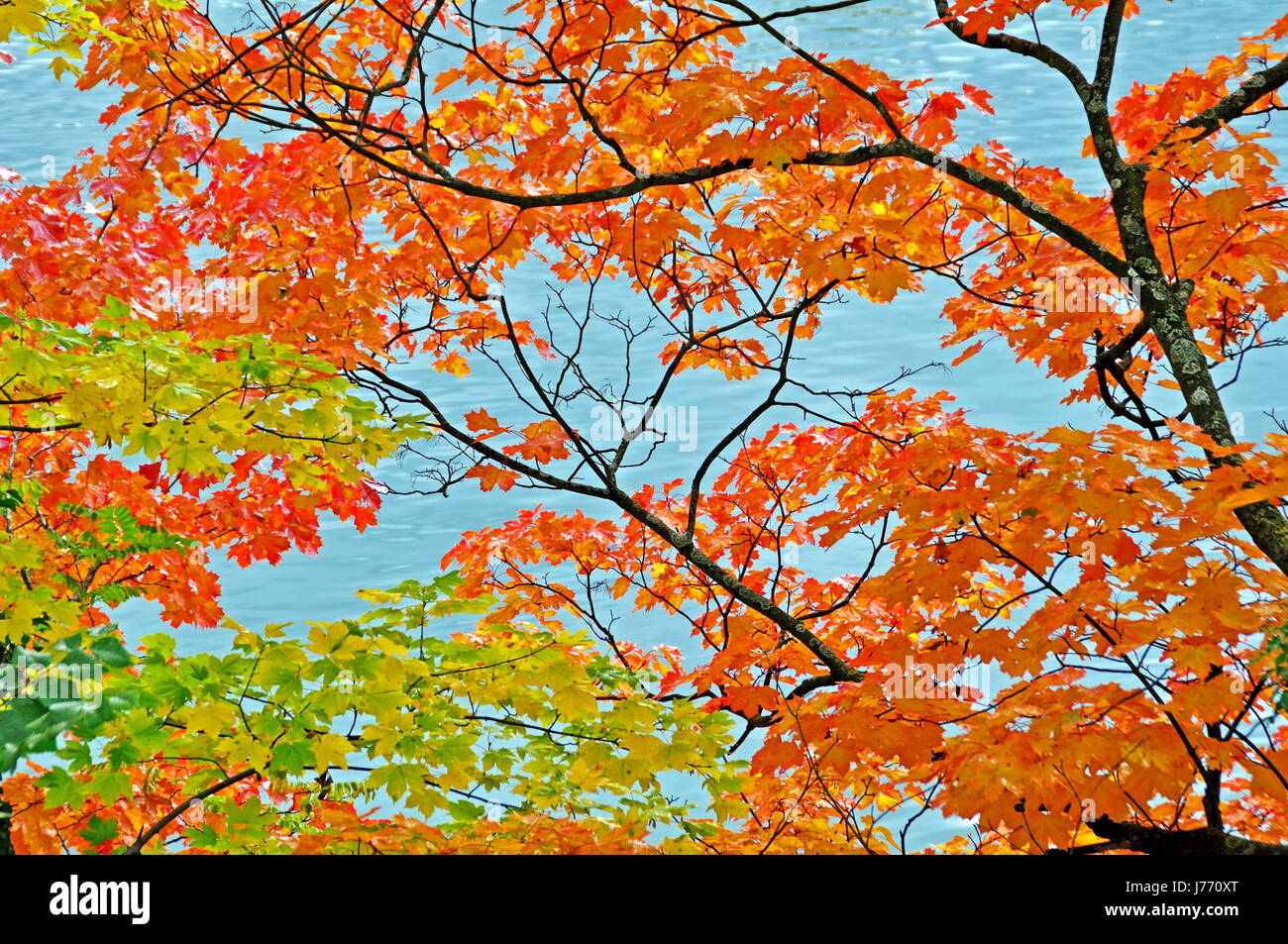 coloured colourful gorgeous multifarious richly coloured branches ...