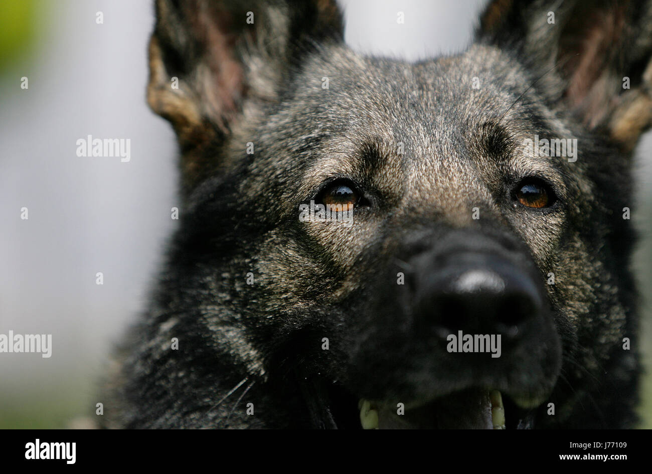 Gray german shepherd hi-res stock photography and images - Alamy