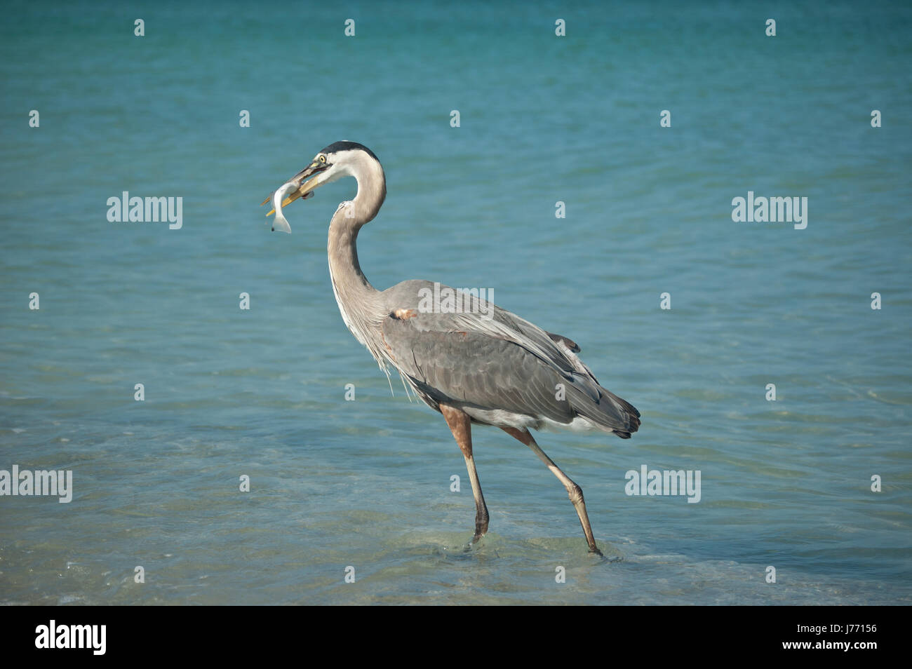 fish beach seaside the beach seashore wildlife heron salt water sea ...