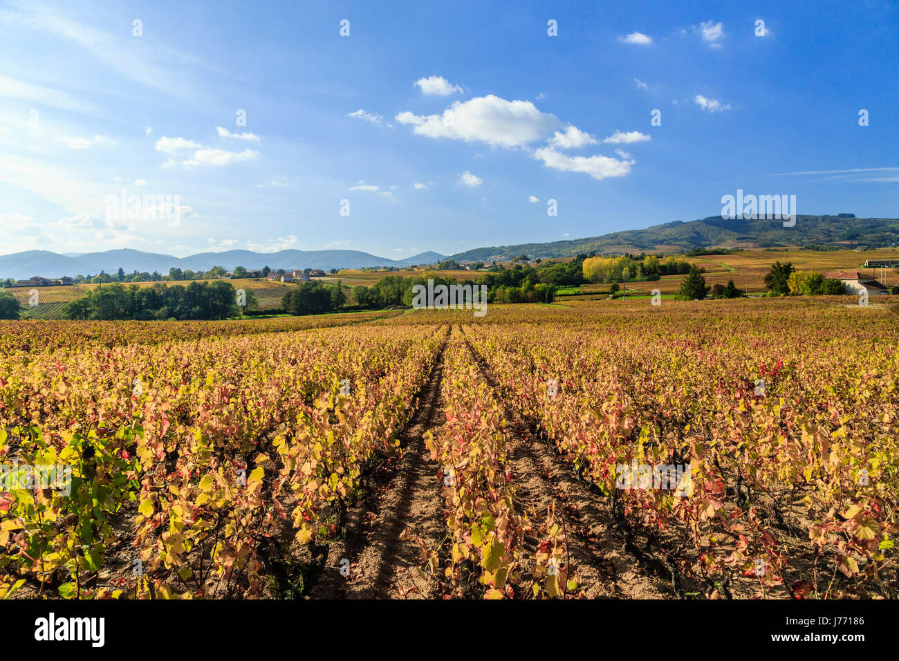 Morgon beaujolais hi-res stock photography and images - Alamy
