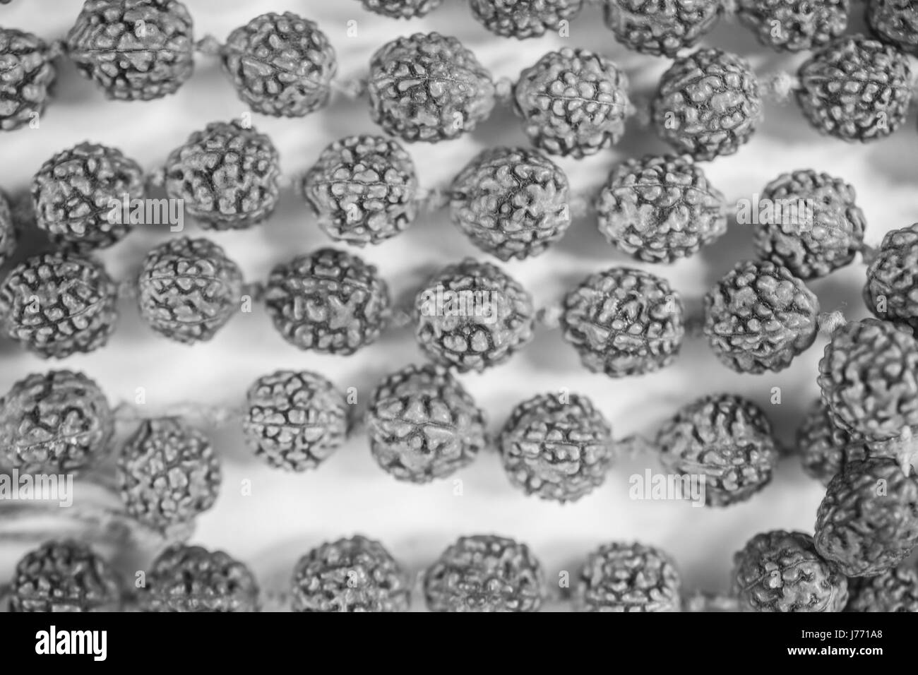 Indian bead tree Black and White Stock Photos & Images - Alamy