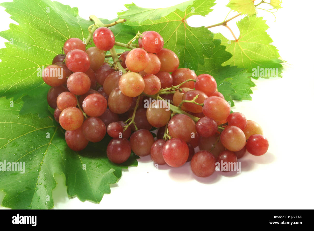 progenies fruits fruit vine grape vine grape-vine grapes bunches of ...
