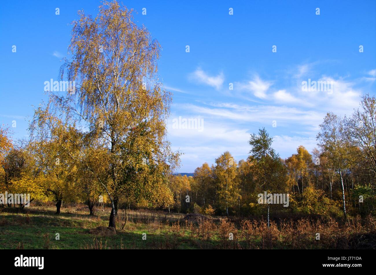 tree trees coloured colourful gorgeous multifarious richly coloured ...