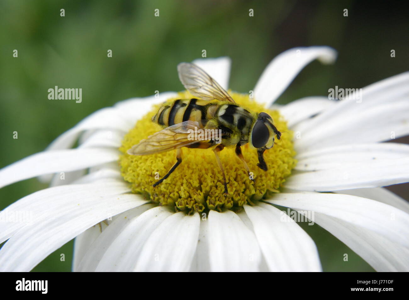 Vena spuria hi-res stock photography and images - Alamy