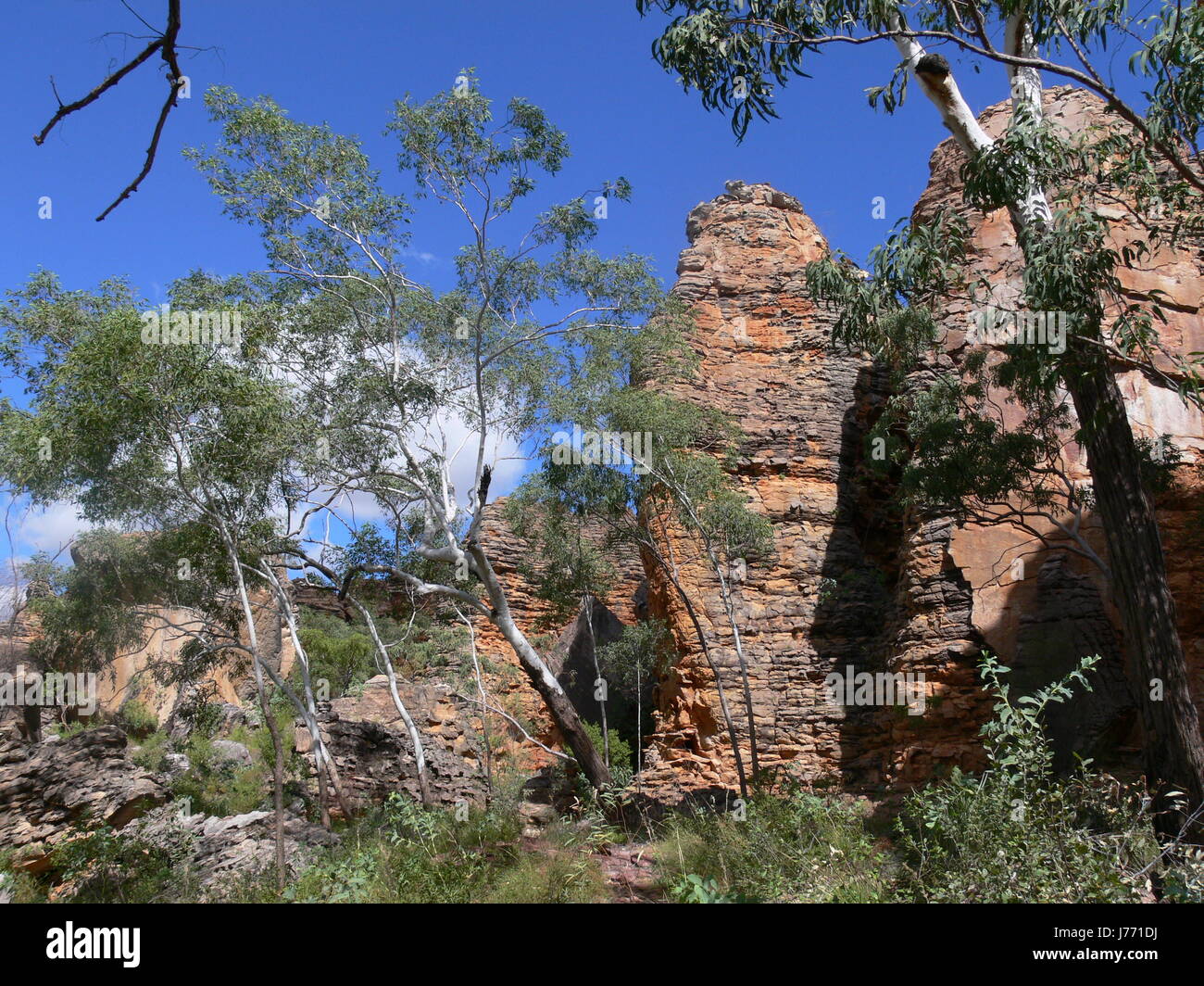 tree trees plant rock australia scenery countryside nature tree trees ...