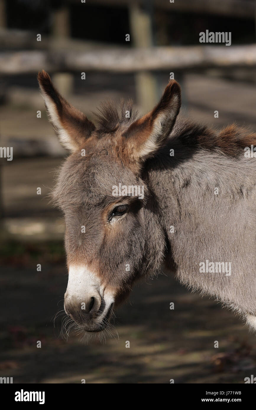 Portrait Stupid Donkey High Resolution Stock Photography and Images - Alamy