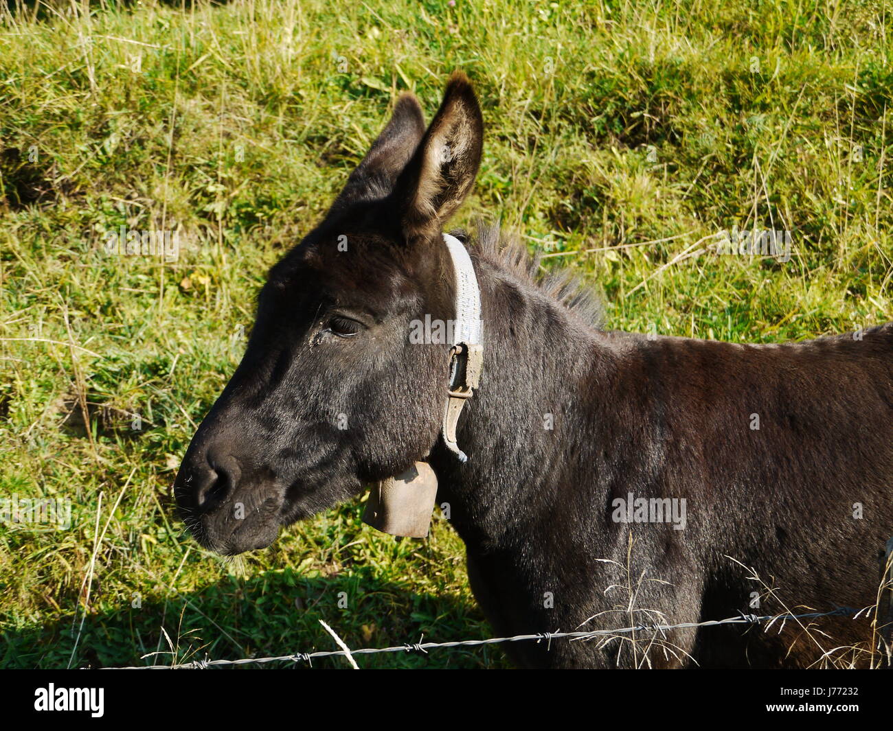 A donkey standing on grass behind a fench Stock Photo - Alamy