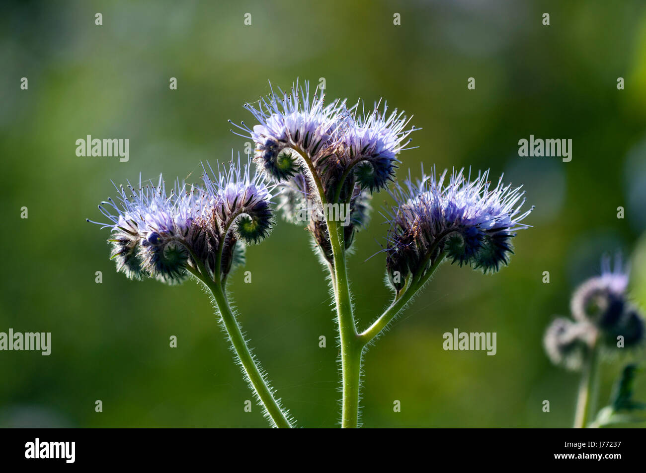 tuft flower - phacelia tanacetifolia Stock Photo - Alamy