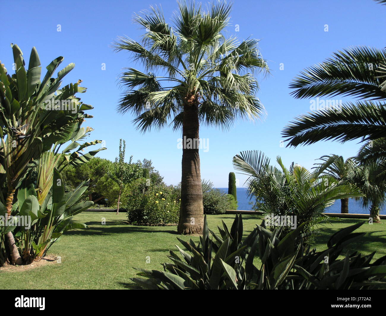 park water mediterranean salt water sea ocean palm tree mediterran park ...