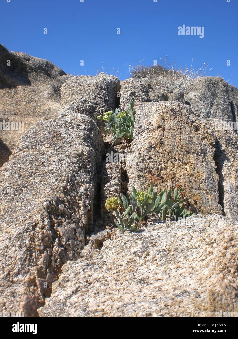 succulents in sandstone Stock Photo - Alamy