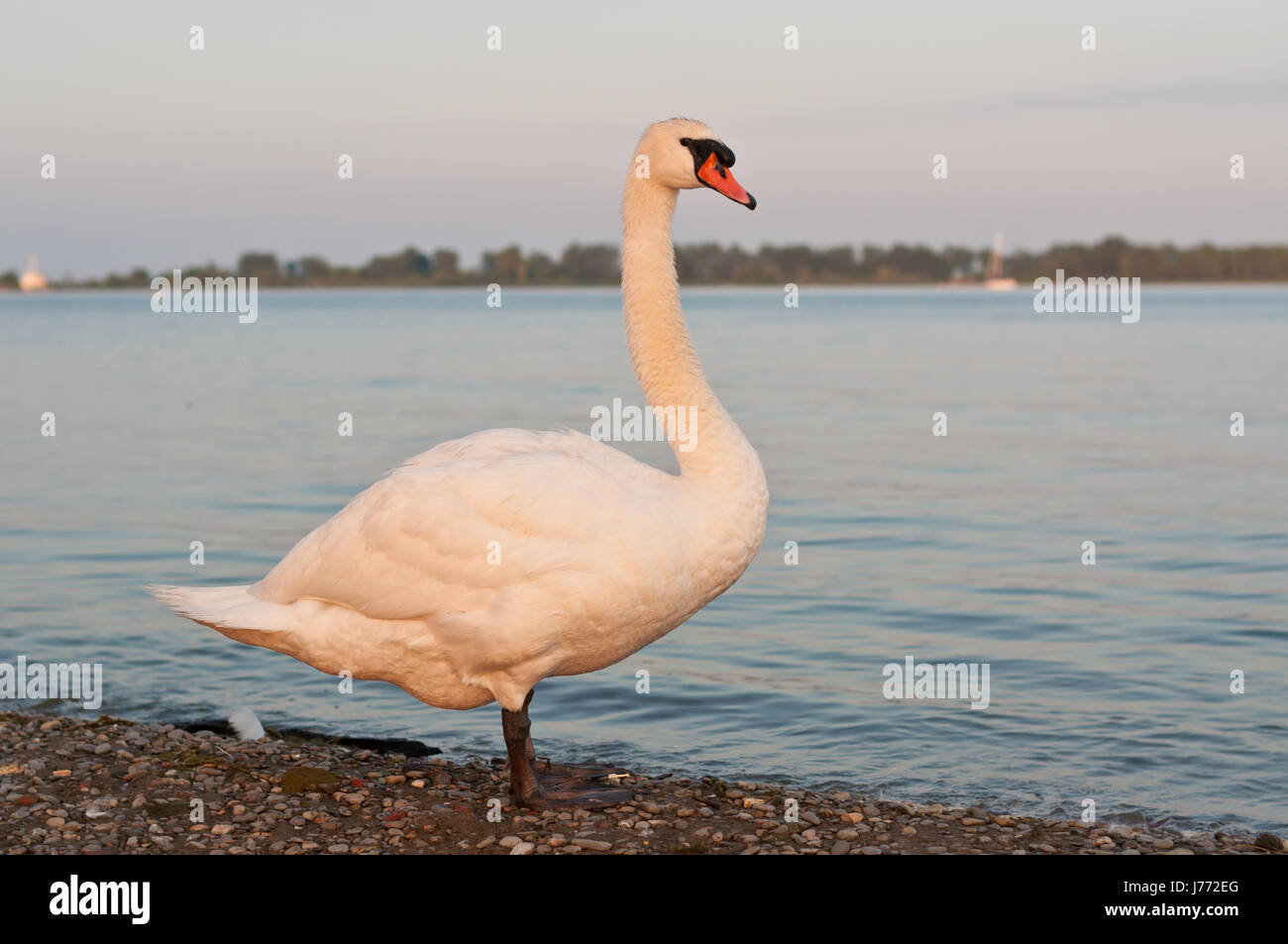 beach seaside the beach seashore swan wildlife fresh water lake inland ...