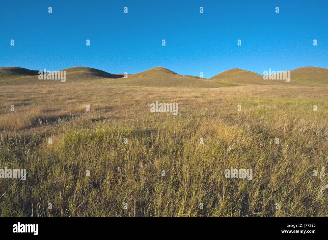 pasture plains ranch prairie meadow grass lawn green nature blue ...