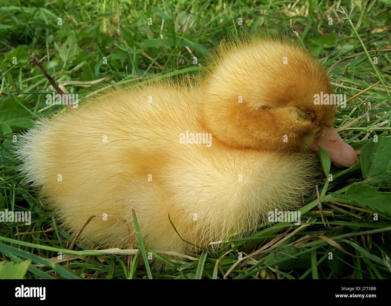 eco duck farm duckling rubber duck eco green agriculture farming cuddle ...