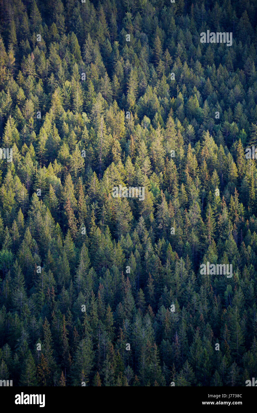 environment enviroment tree trees woods ecology spruce forestry forest ...