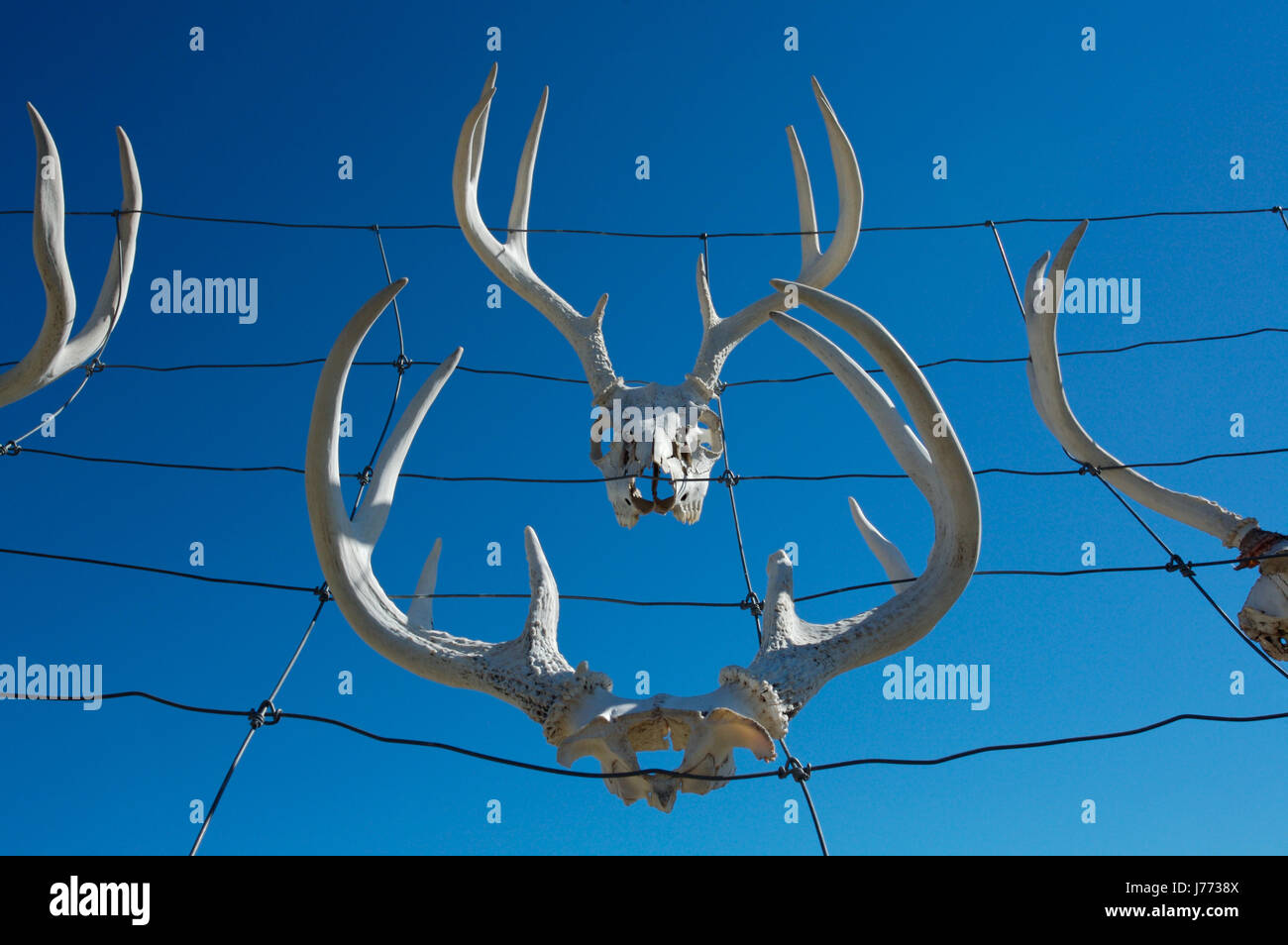 hunt skull wire horns deer hunting chase fence blue wildlife skeleton ...