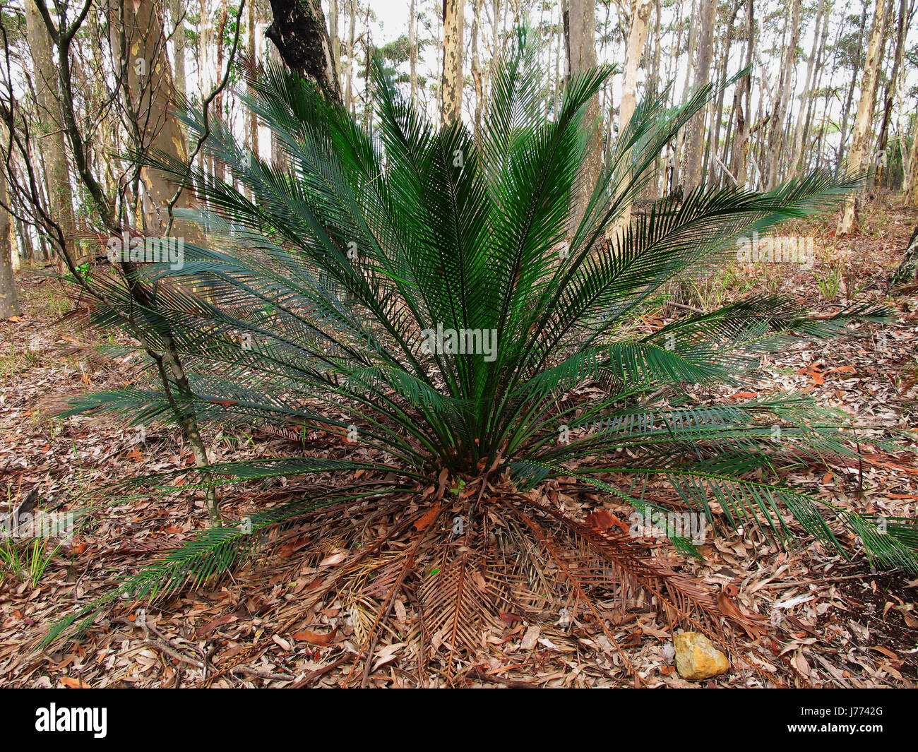 exotic australian lawn green tree new botany australia shrub south open ...