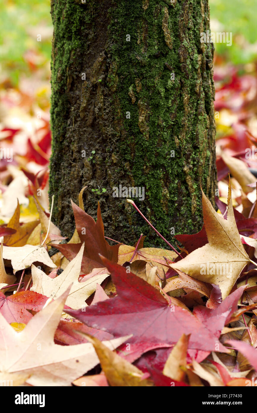 leaf tree ground soil earth humus trunk leaves foliage nature fall ...