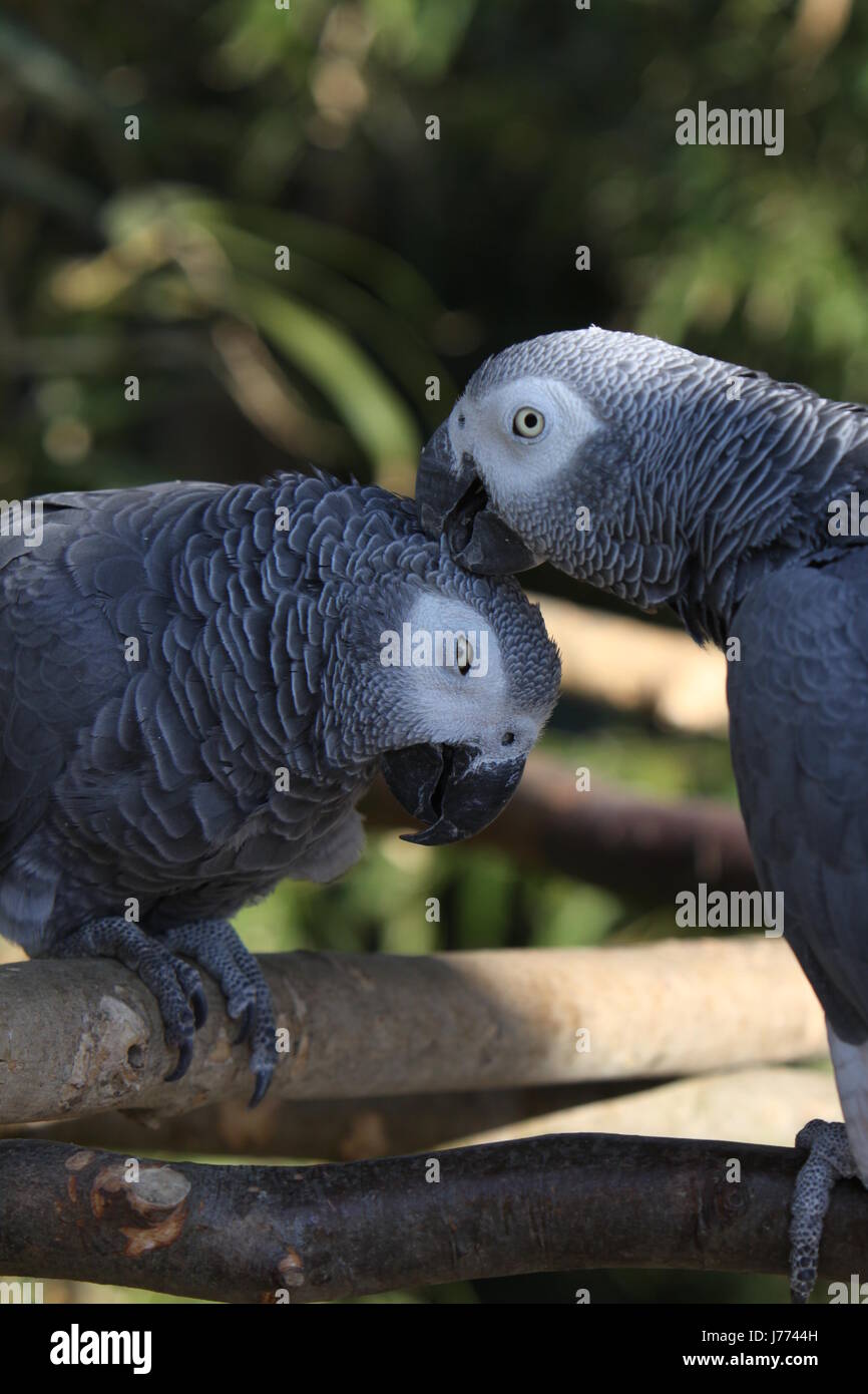 African greys hi-res stock photography and images - Alamy