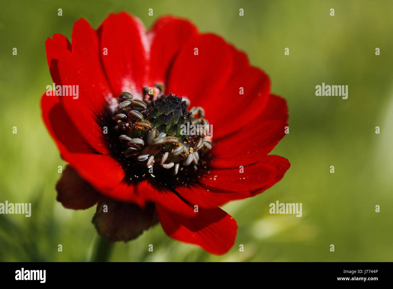 flower plant bloom blossom flourish flourishing adonis flower plant ...