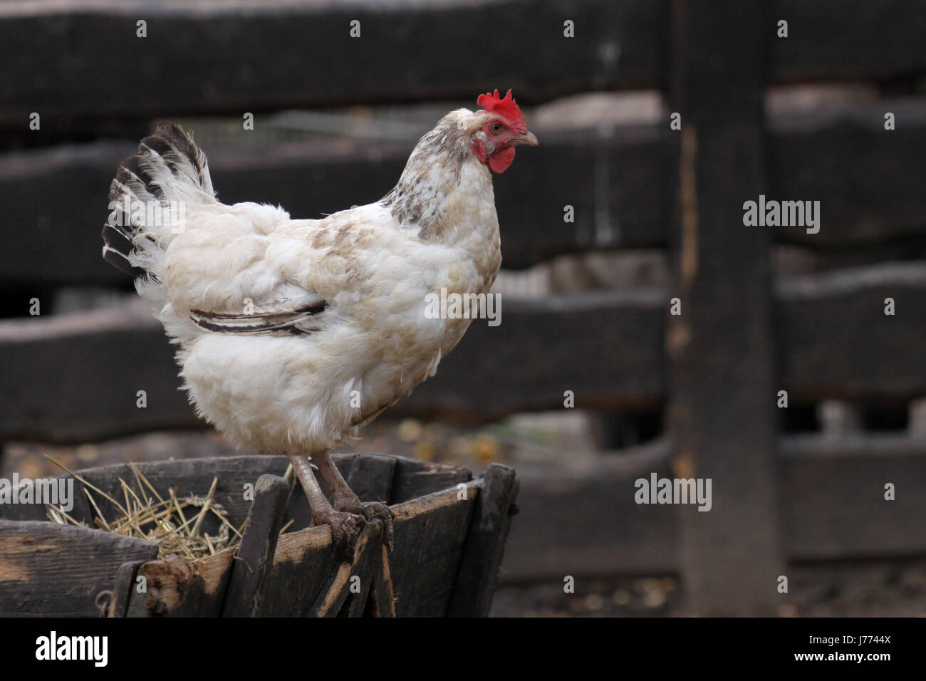 sleep sleeping feathering tired chicken female hen chickens hens bird ...