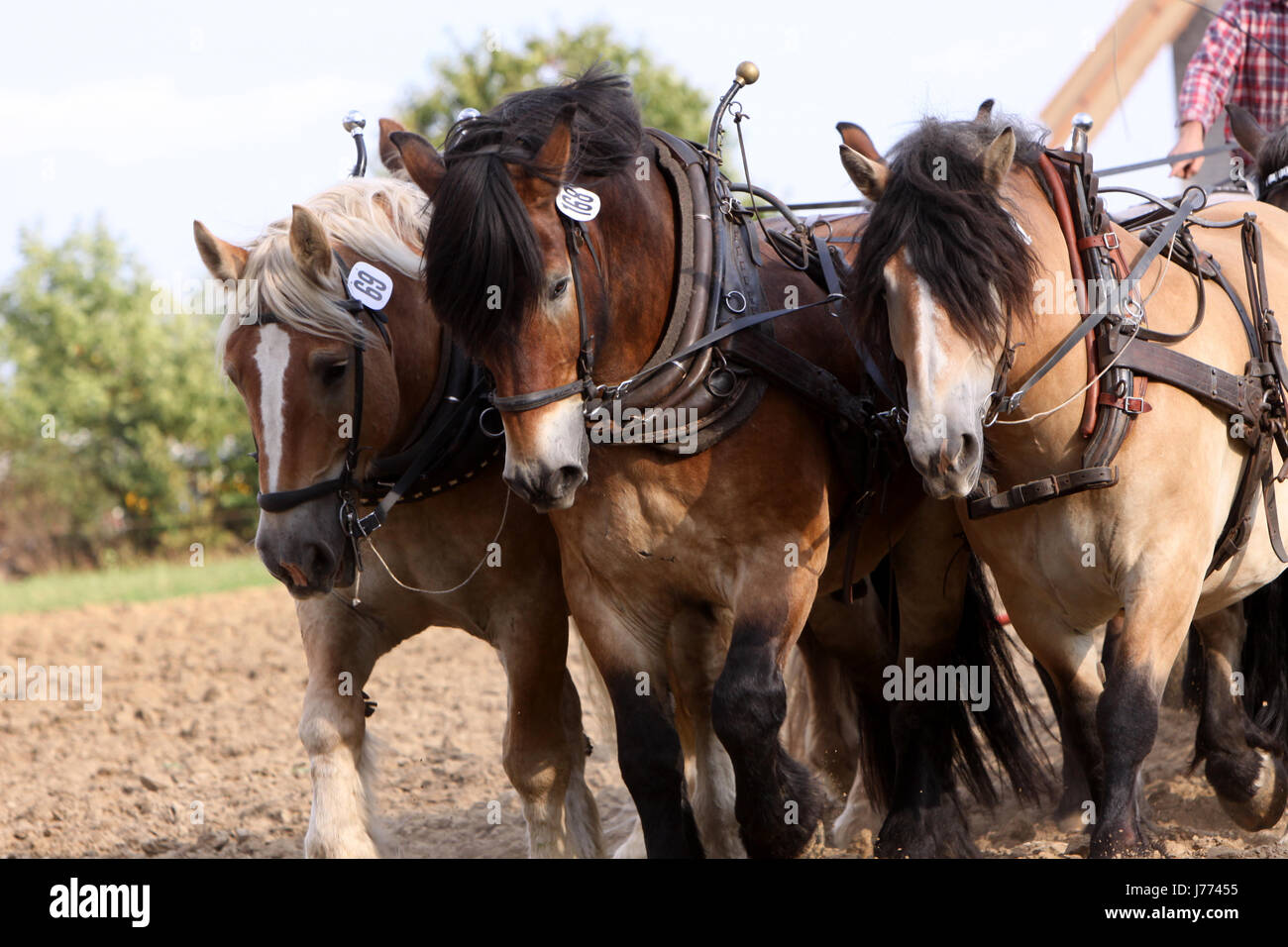 harness coach cold blooded animal horse animal strong agriculture ...