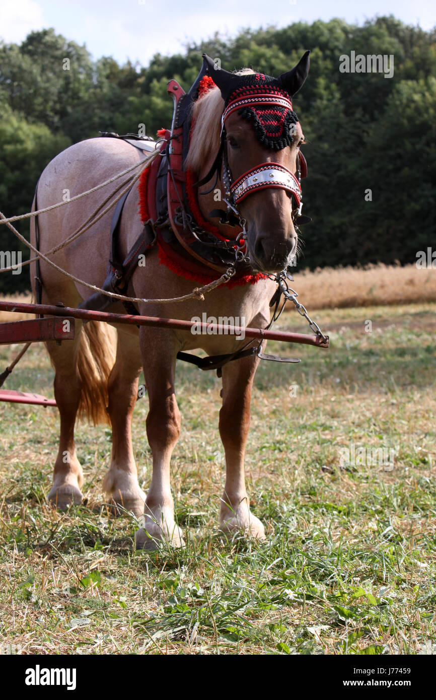 harness coach cold blooded animal horse animal strong agriculture ...