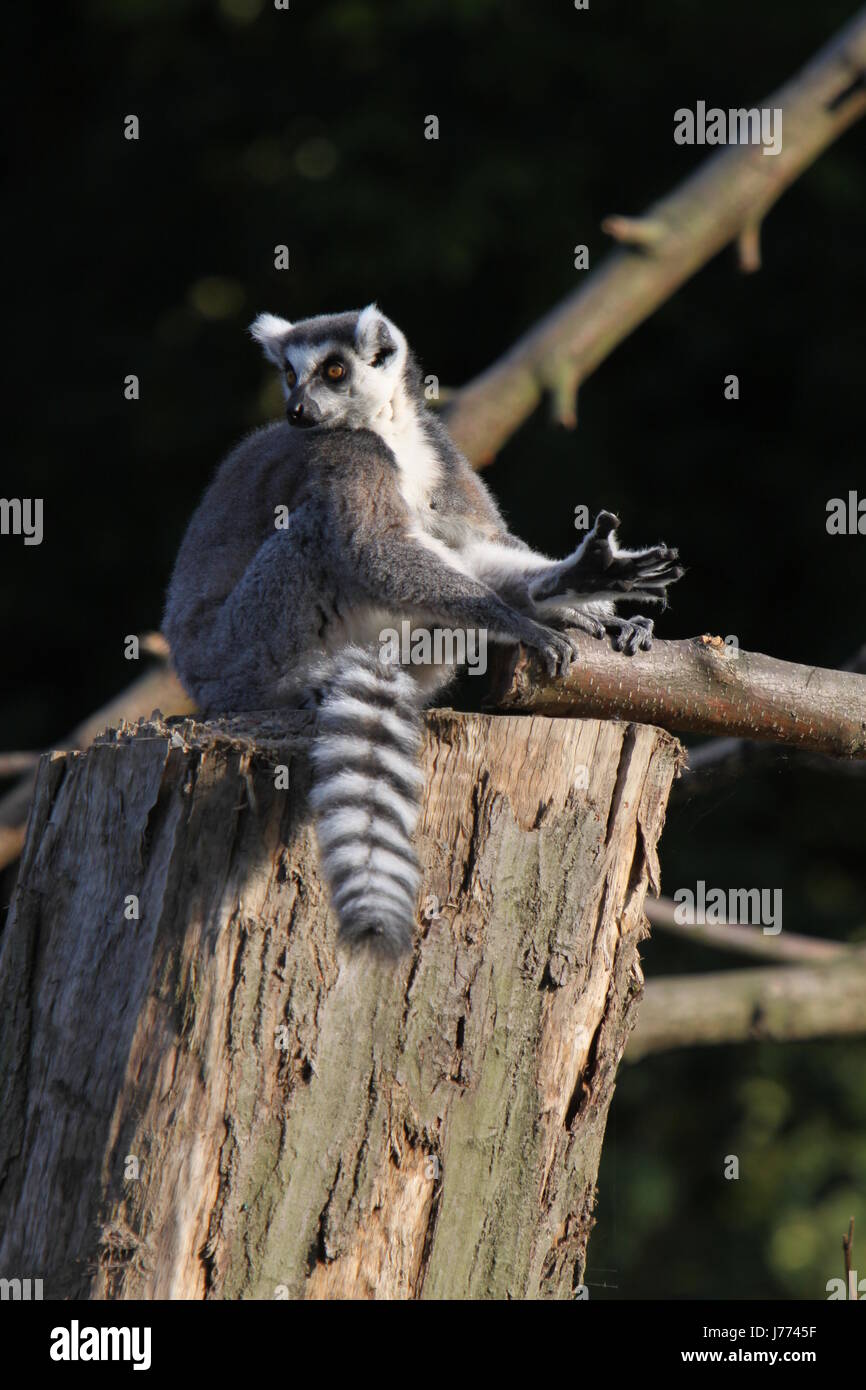 Kattas lemuren hi-res stock photography and images - Alamy