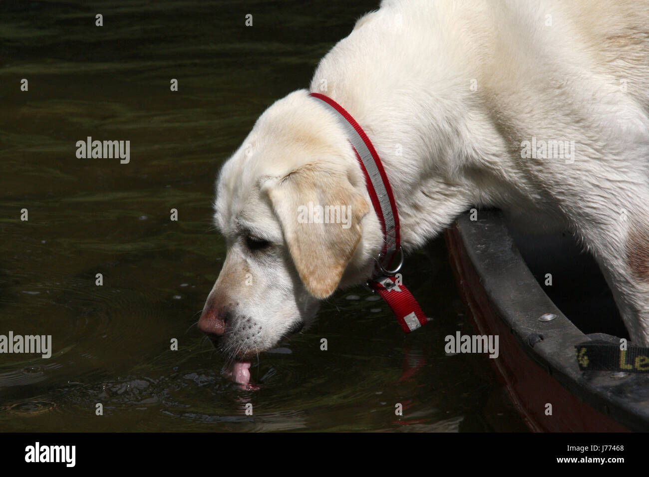 cream-colored labrador retriever Stock Photo - Alamy