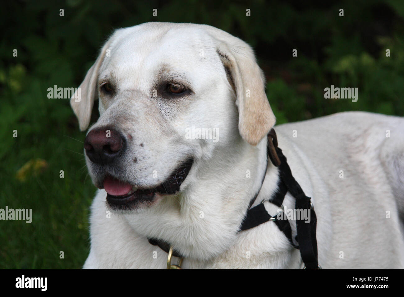 cream-colored labrador retriever Stock Photo - Alamy