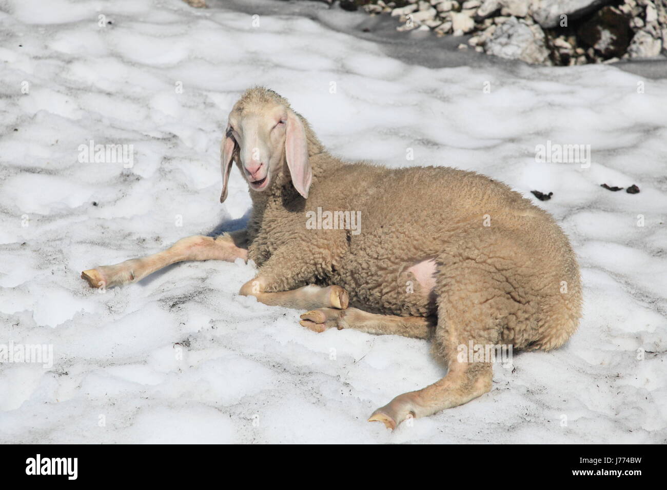 Baa lamb hi-res stock photography and images - Alamy