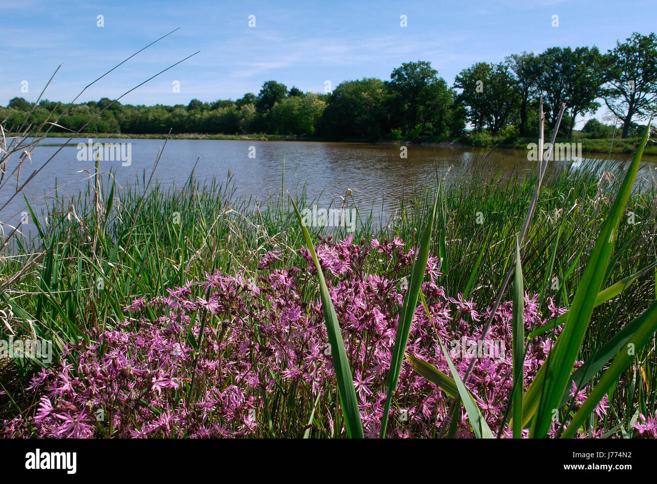 General views of ponds in the Dombes region (South-Eastern France Stock ...