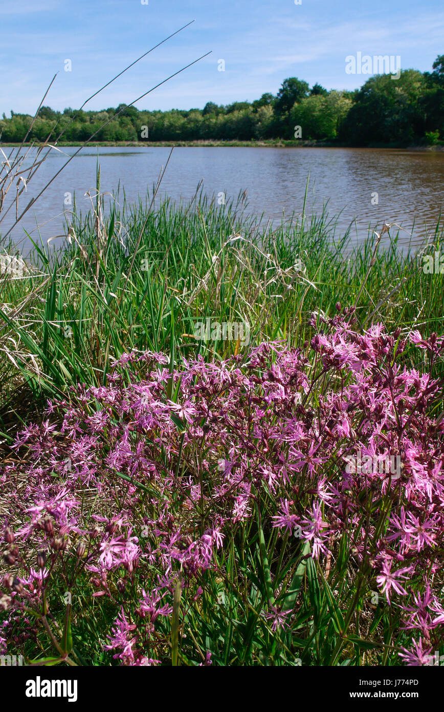 General views of ponds in the Dombes region (South-Eastern France Stock ...