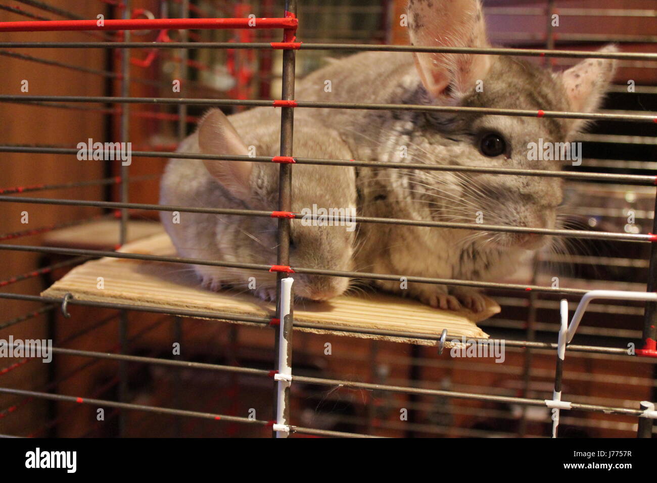 Chinchilla lanigera eating hi-res stock photography and images - Alamy