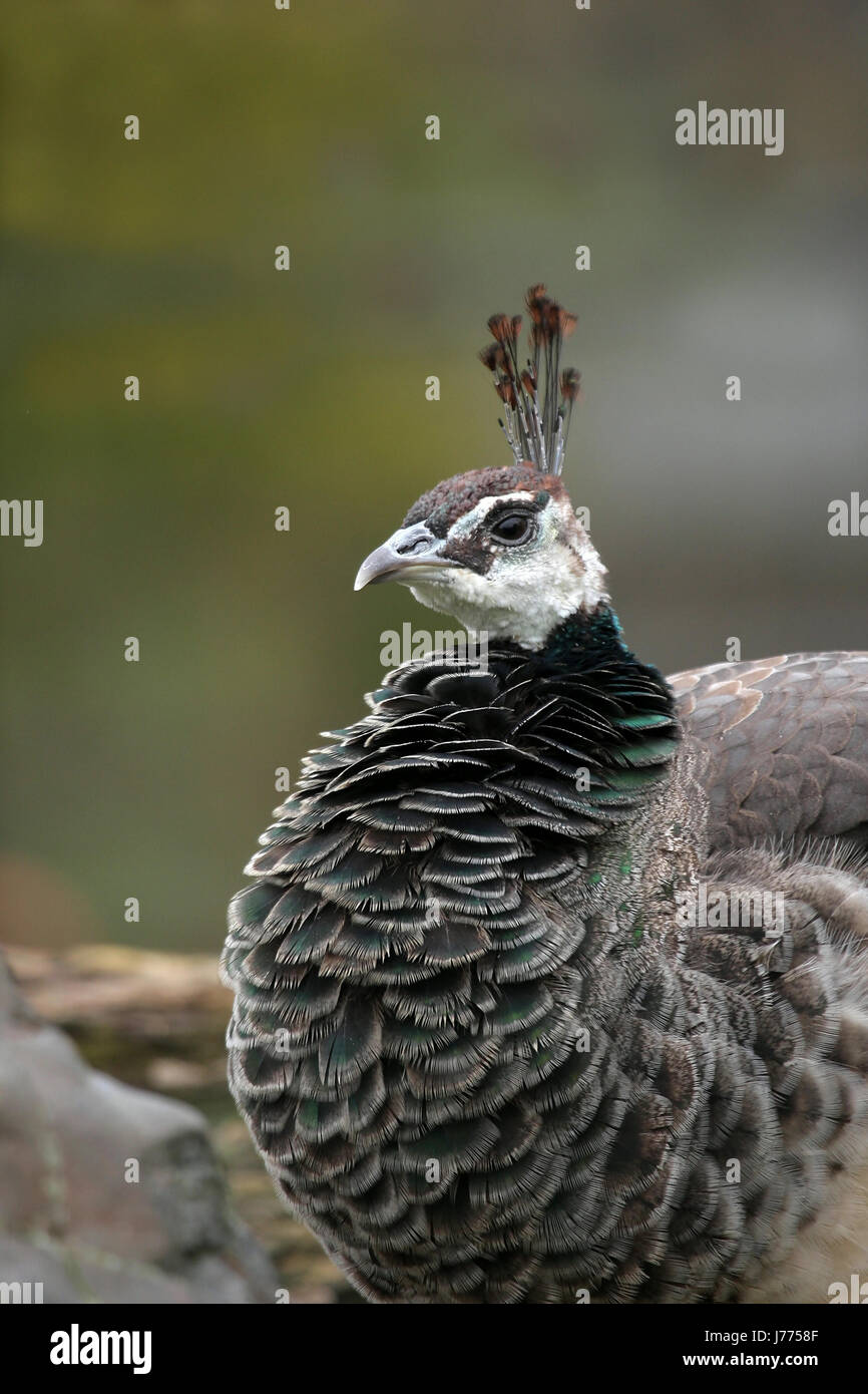 female bird portrait birds feathering crown hen female bird portrait ...