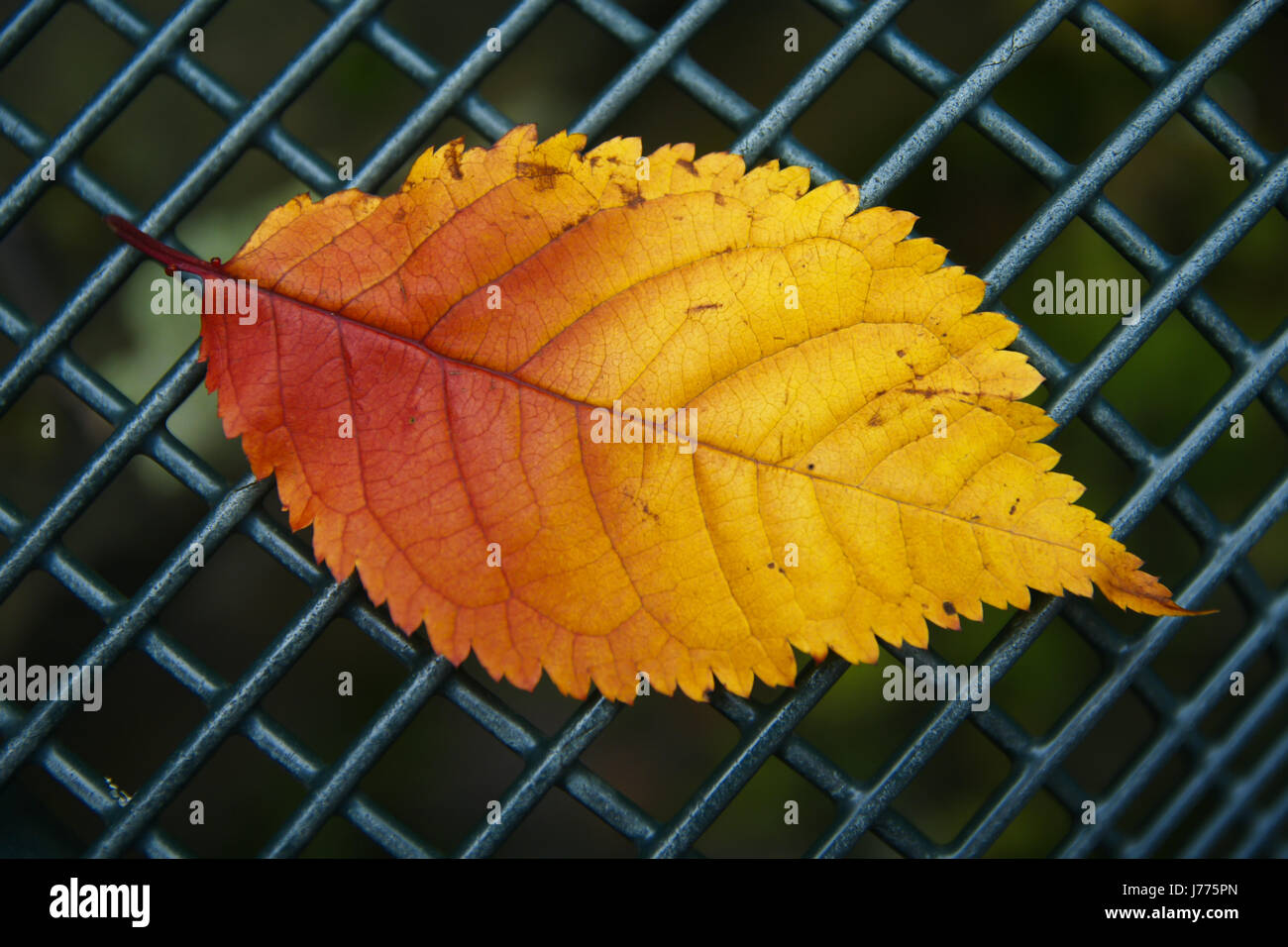leaf tree flower flowers plant season leaves foliage fall autumn ...